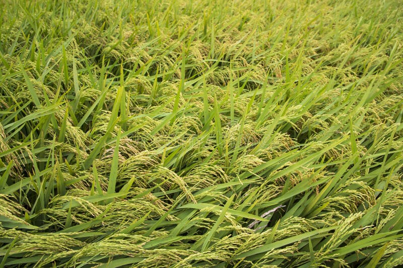 Natural Grain Rice Field Agriculture Landscape Concept Stock Image ...