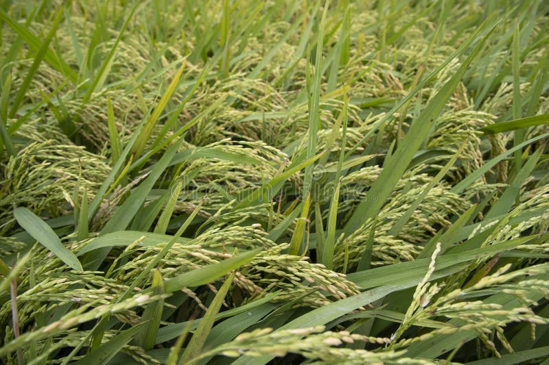 Natural Grain Rice Field Agriculture Landscape Concept Stock Photo ...