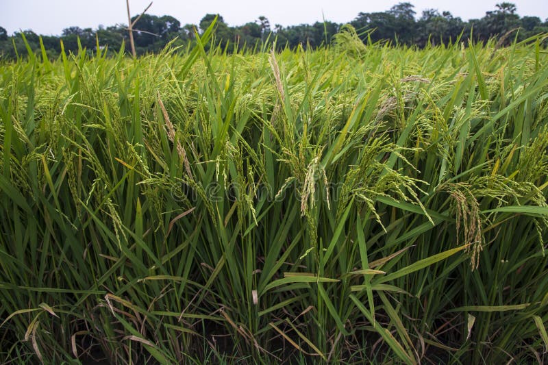 Natural Grain Rice Field Agriculture Landscape Concept Stock Photo ...