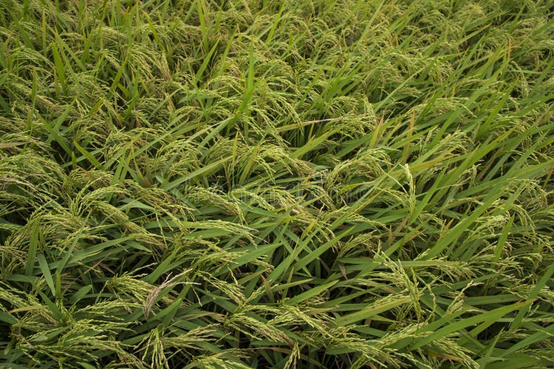 Natural Grain Rice Field Agriculture Landscape Concept Stock Image ...