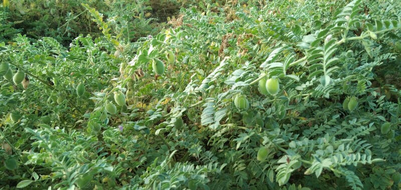 A natural gram plant stock photo. Image of gram, natural - 177403434