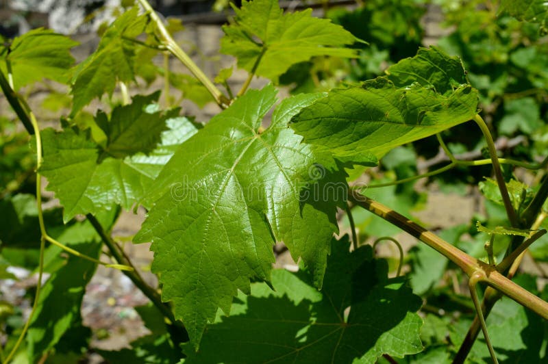 Natural Grape Leaves. the Vineyard Stock Photo - Image of plant, fresh ...