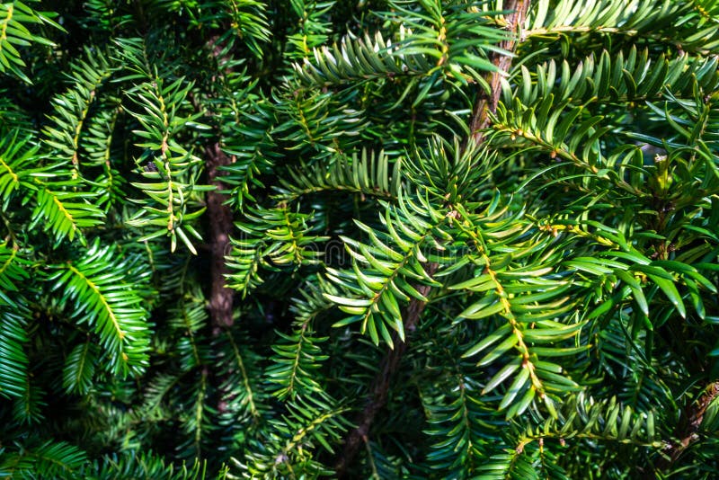 Natural Graphic Backgrounds Stock Photo - Image of thuja, twig: 140695170