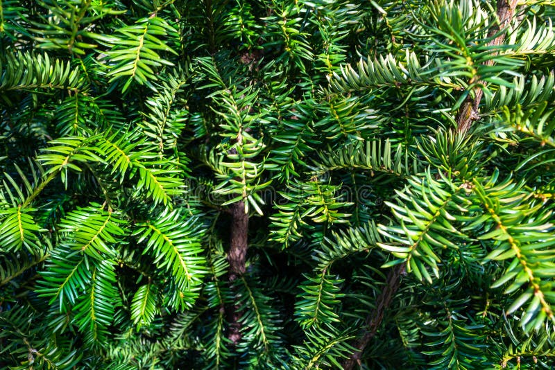 Natural Graphic Backgrounds Stock Photo - Image of rings, pine: 140695424