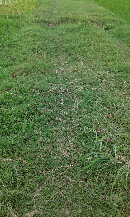 Natural Grass Background Shot Stock Image - Image of background, grass ...