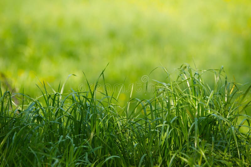 Natural Grass Backgrounds with Beauty Bokeh Stock Image - Image of ...