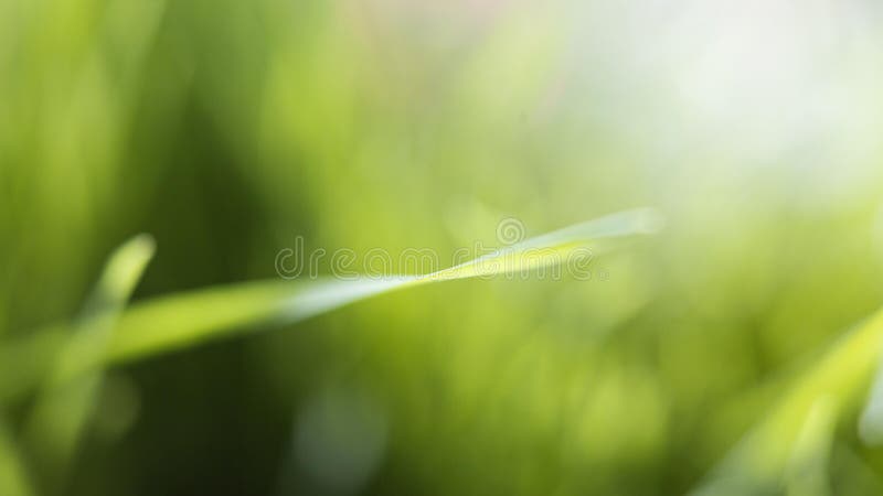 Natural Grass Close Up. High Quality Photo Stock Image - Image of close ...