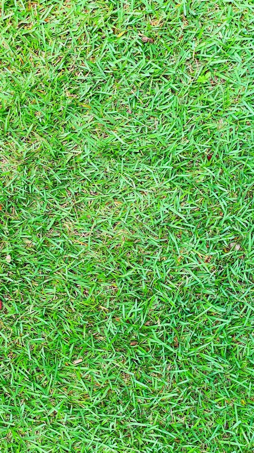 Natural Grass To Be Used As Background, Backdrop, Wallpaper, Texture ...