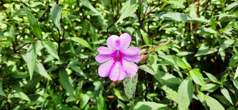 Natural Grass Flower at Mountain, Plant and Tree Stock Image - Image of ...