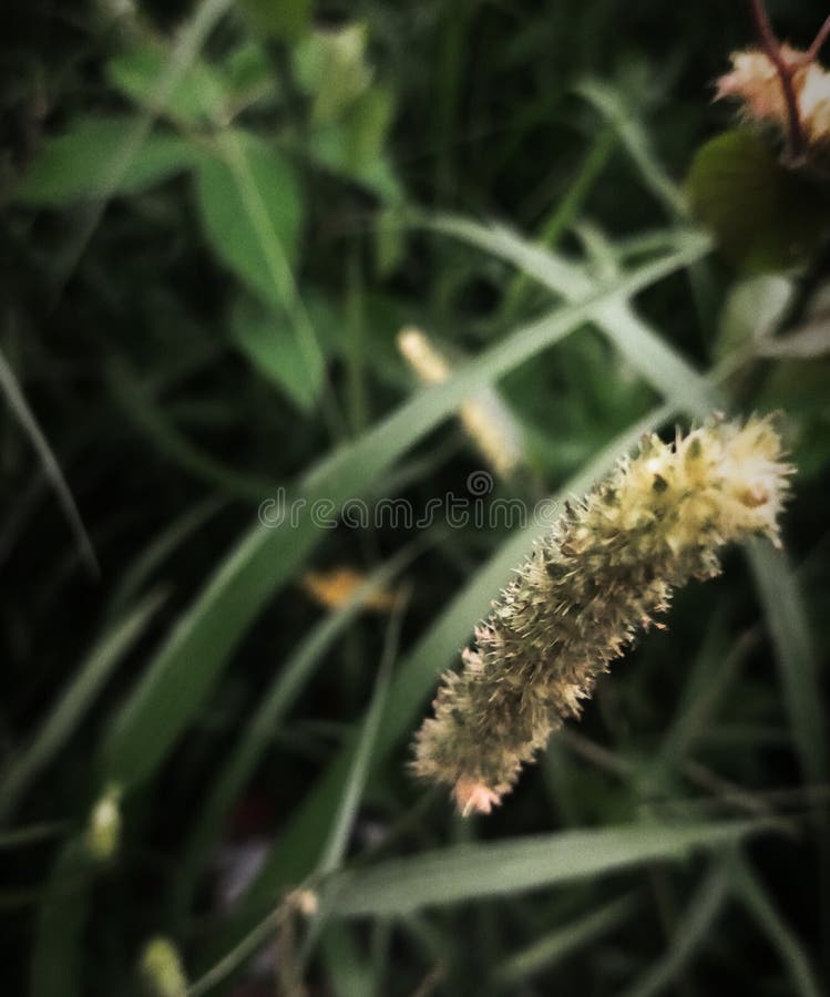 Natural Grass with Fresh Condition Stock Photo - Image of plant ...