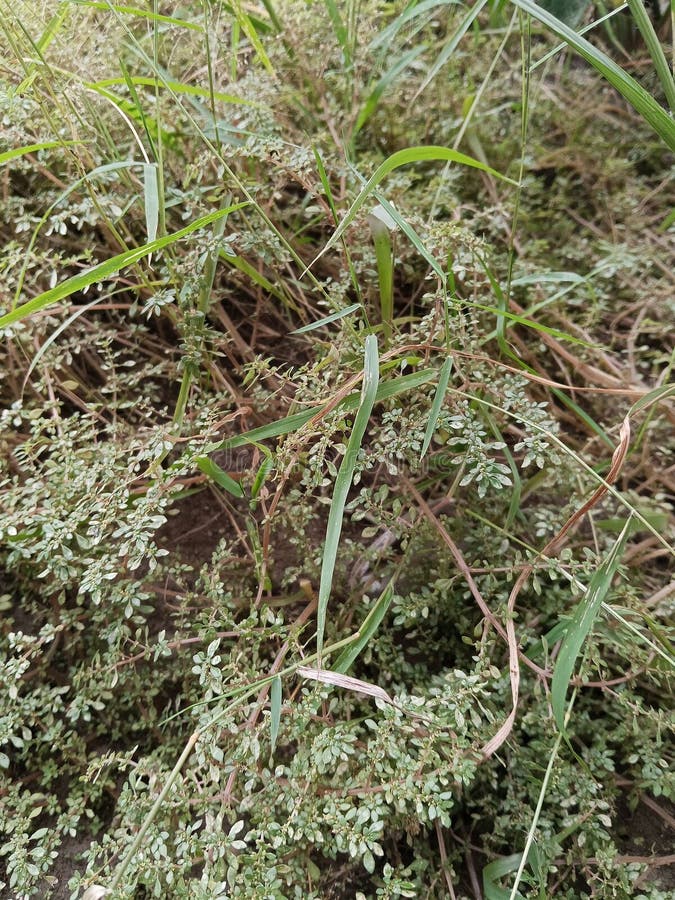 Natural Grass Grows in Front of the House Stock Image - Image of grows ...