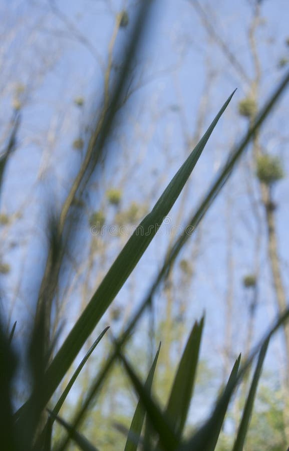 Natural Grass Landscape and Meadow Stock Photo - Image of grasses ...