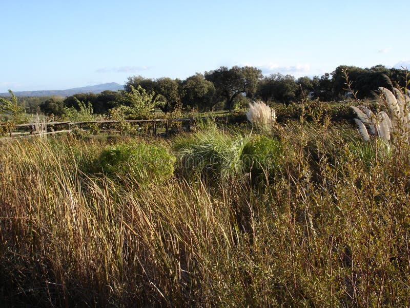 Natural Grass Landscape and Meadow Stock Photo - Image of growing ...