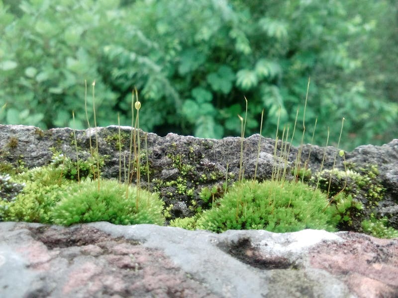 Natural Grass on the Roos of the House Was. Editorial Image - Image of ...