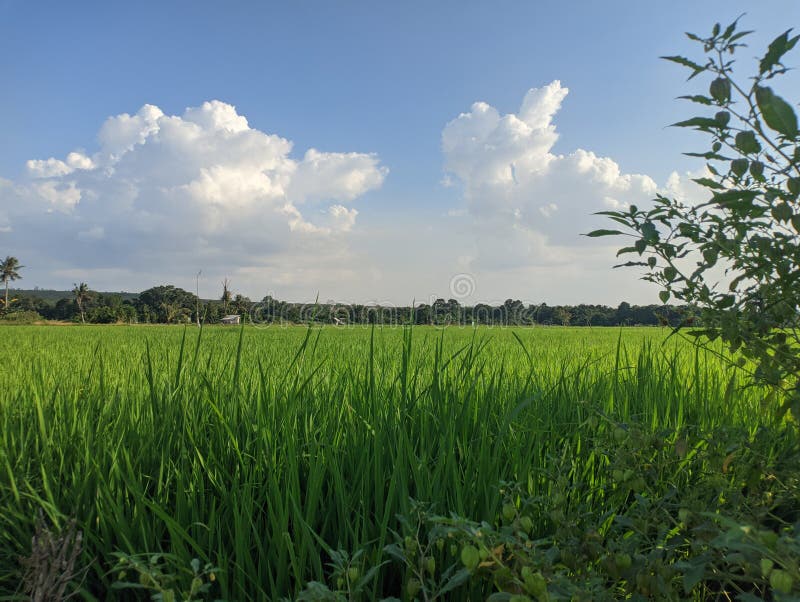 Natural Grass Sky Clouds Tree Day Sun Ricefield Stock Photo - Image of ...