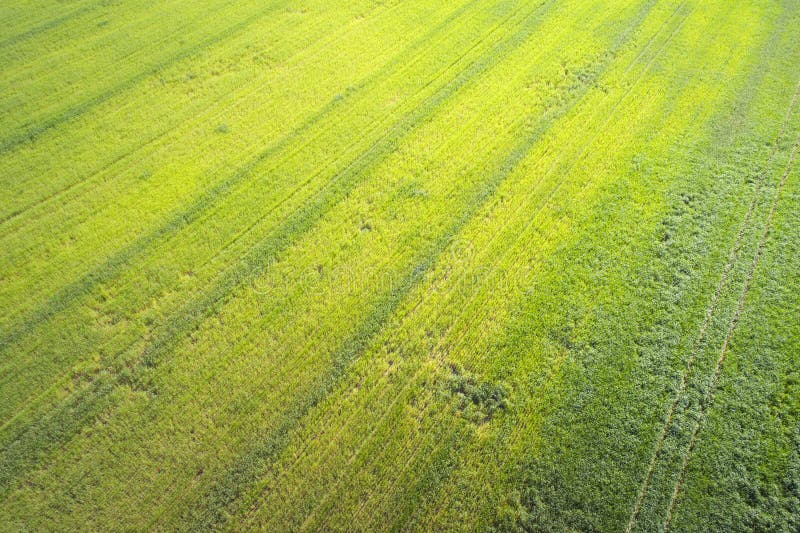 Natural Grass Texture. Aerial View of Agricultural Field Stock Image ...