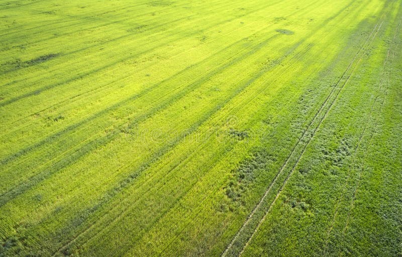 Natural Grass Texture. Aerial View of Agricultural Field Stock Image ...