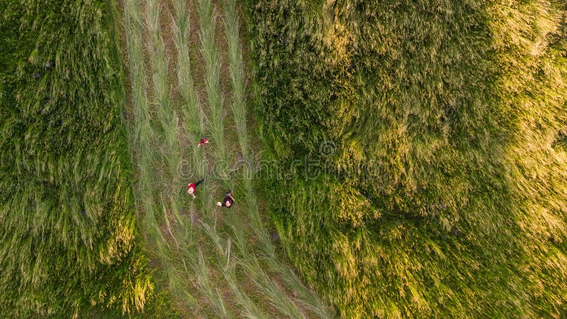 Natural Grass Texture, Aerial View of Park Stock Image - Image of high ...