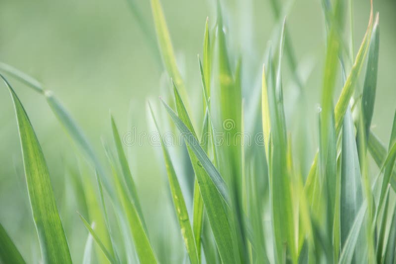 Natural Grass Texture Background Stock Photo - Image of spring, bunch ...