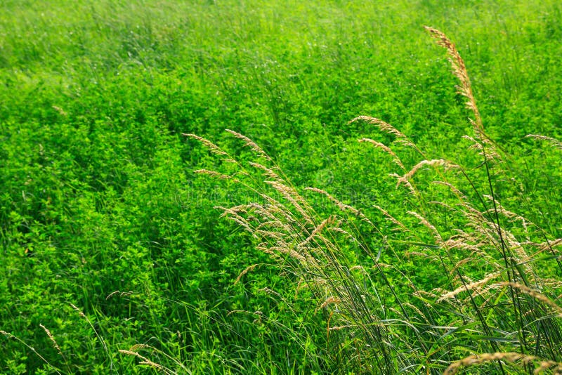 Natural grass texture stock image. Image of botany, outdoors - 93210259
