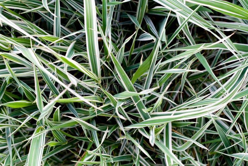 The natural grass texture stock photo. Image of live - 71834108