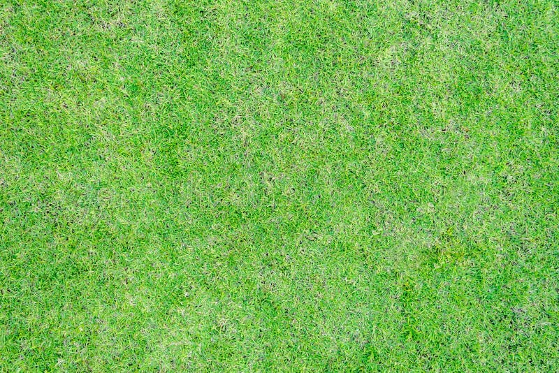 Natural Grass Texture Pattern Background Golf Course Turf Lawn from Top ...
