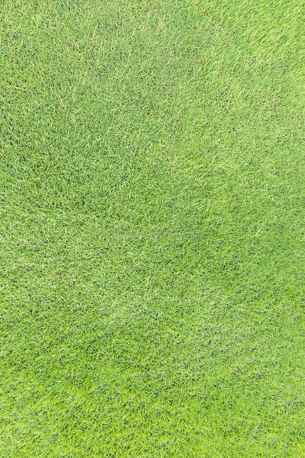 Natural Grass Texture Pattern Background Golf Course Turf Lawn from Top ...