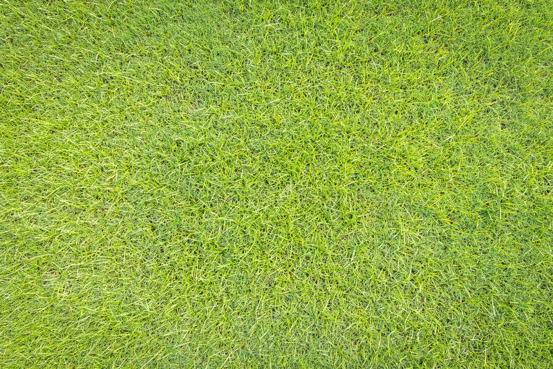 Natural Grass Texture Pattern Background Golf Course Turf Lawn from Top ...