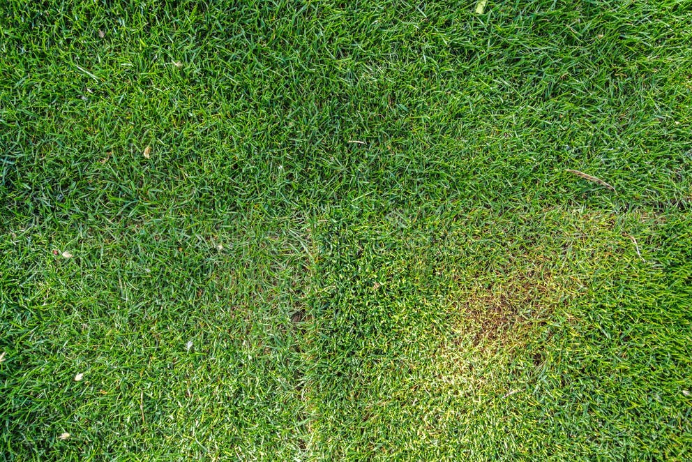Natural Grass Texture Pattern Background Golf Course Stock Image ...