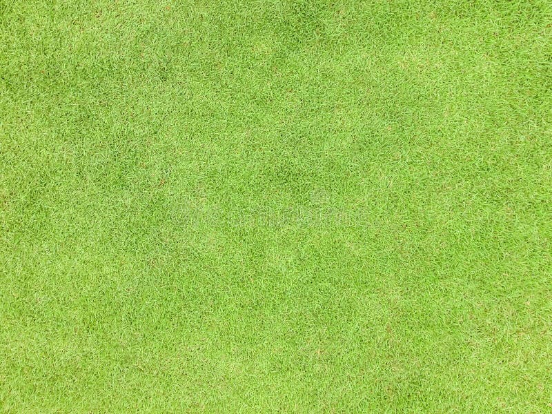 Natural Grass Texture Pattern Background Golf Course Turf from Top View ...