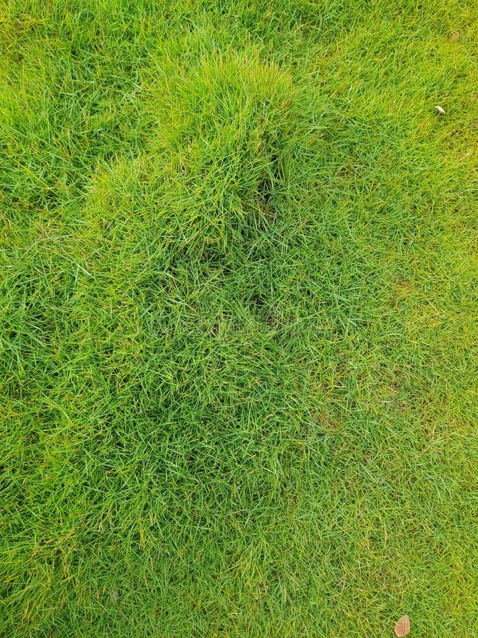 Natural Grass Top View Suitable for Graphic Design Background or ...