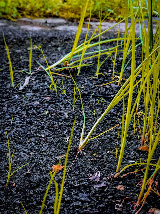 Natural Grass stock image. Image of autumn, leaf, soil - 217935473