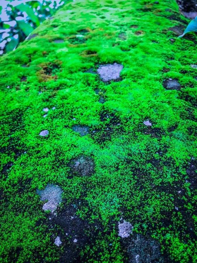 Walpap Stock Photos - Free & Royalty-Free Stock Photos from Dreamstime