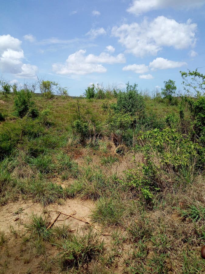 Natural grasses stock image. Image of emerge, natural - 134520163