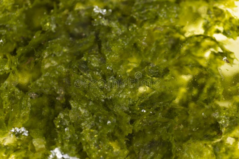 Natural Green Algae that are Used To Prepare Japanese Dishes Stock ...