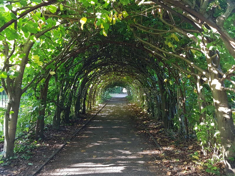 Natural Green Arch Over a Path Stock Photo - Image of path, vegetation ...