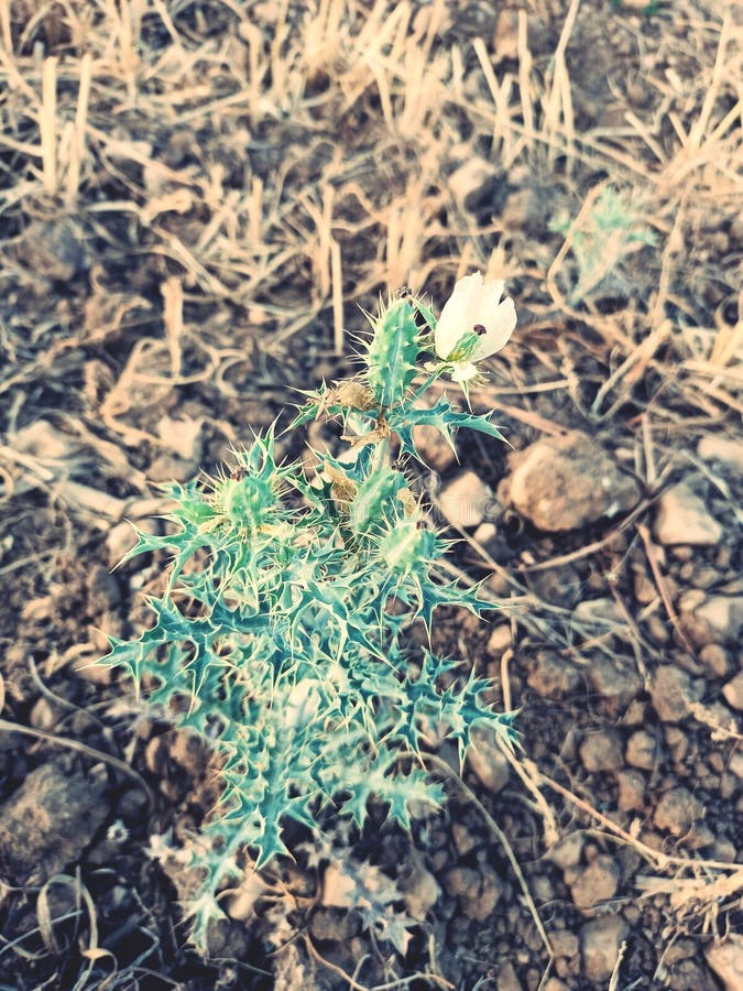 Argemone Seeds Stock Photos - Free & Royalty-Free Stock Photos from ...