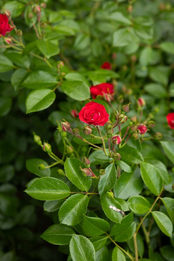 Natural Green Background with Buds of Small Red Roses Stock Image ...