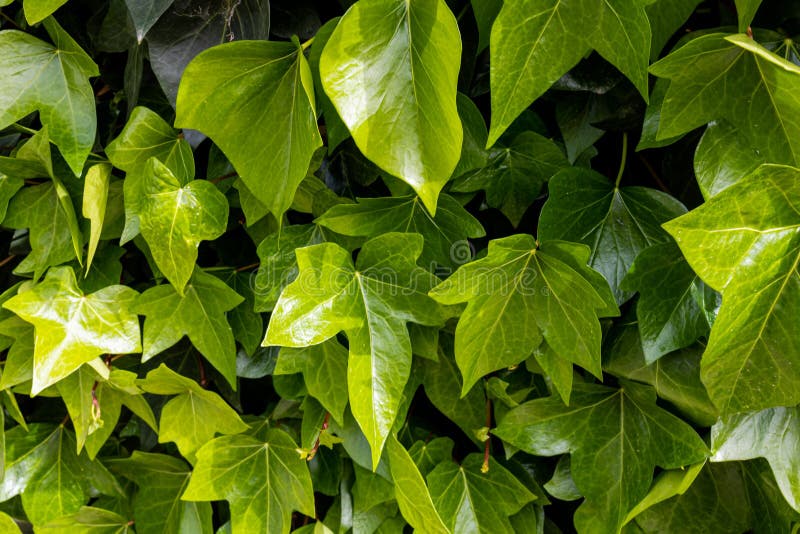 Natural Green Background with Creeper Outdoors Close-up Stock Image ...