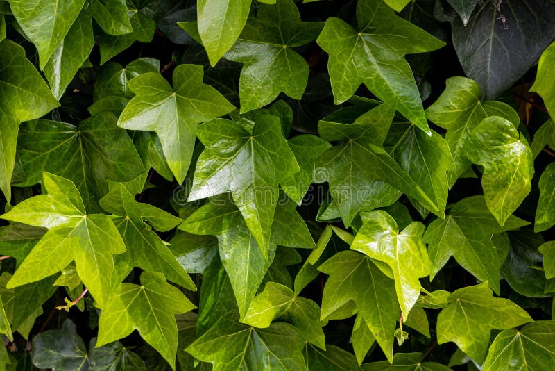 Natural Green Background with Creeper Outdoors Close-up Stock Photo ...