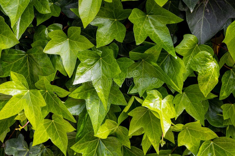 Natural Green Background with Creeper Outdoors Close-up Stock Photo ...