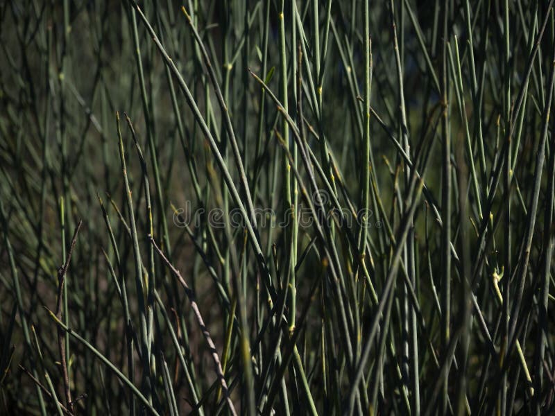 Natural Green Background. Dark Plant Green Texture. Stock Photo - Image ...