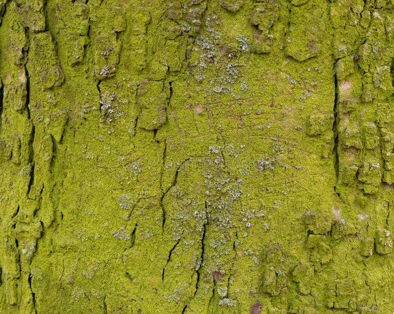 Natural Green Background in the Form of a Lichen on the Surface of a ...