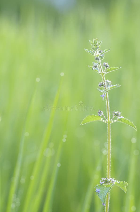 Natural green background stock image. Image of environment - 60654169
