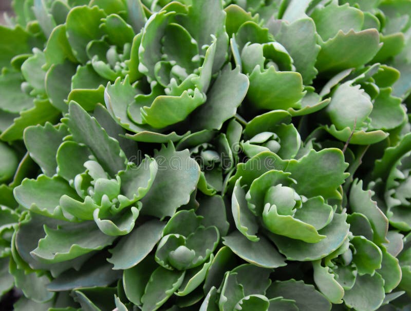 Natural Green Background from Green Leaves in Cold Tones. Green Grass ...