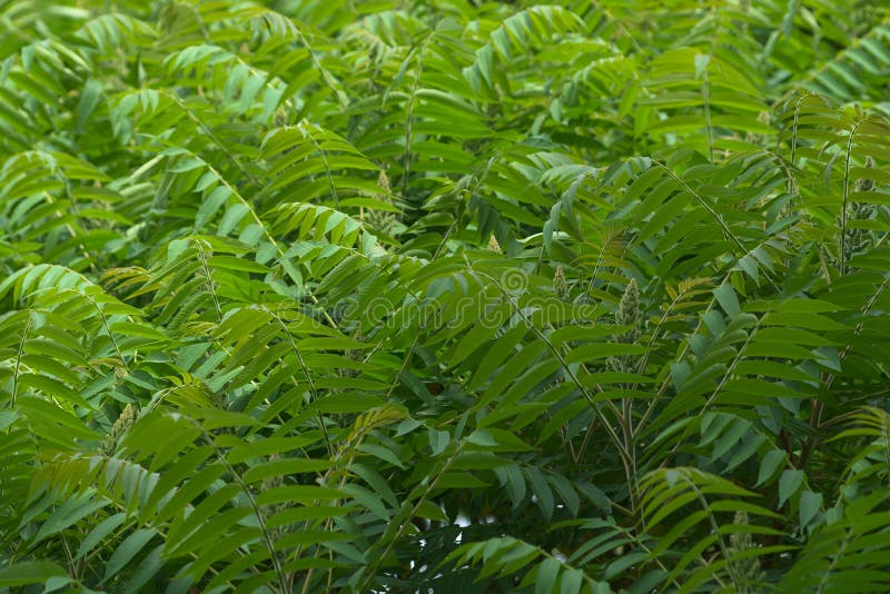 Natural Green Background with Leaves. Stock Image - Image of leaves ...