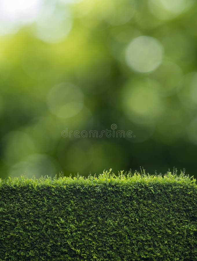 Natural green background stock photo. Image of beauty - 43242182