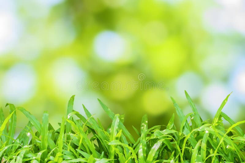 Natural green background stock photo. Image of beauty - 61633286
