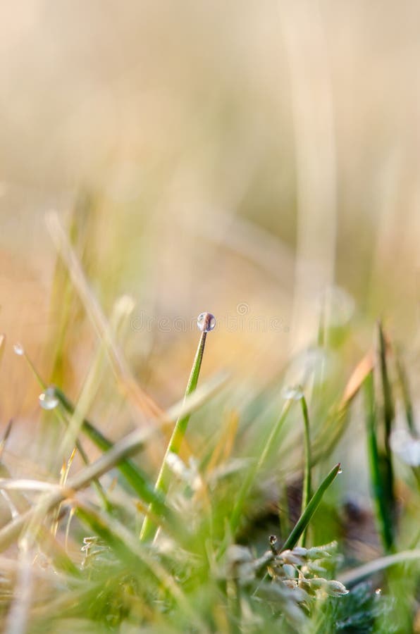 Natural Green Background with Selective Focus Stock Photo - Image of ...