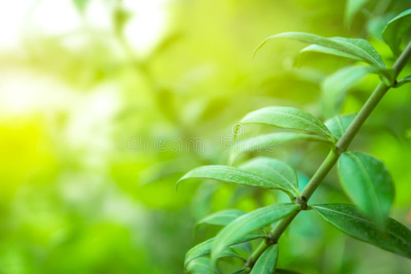Natural green background stock photo. Image of ecology - 145748136
